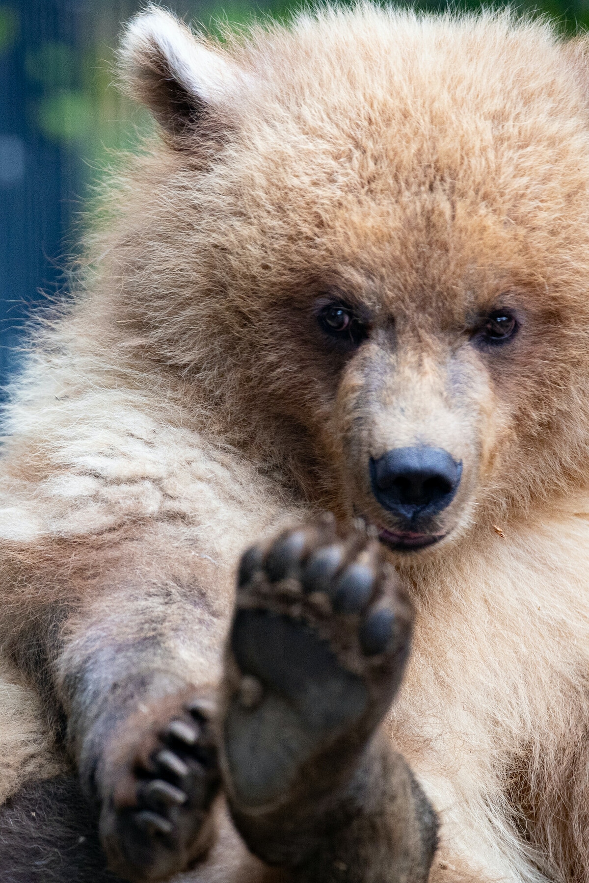 Zoo takes in orphaned brown bear cub from Alaska “Sassy” cub ...